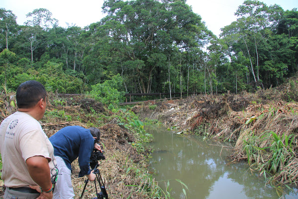 Tropical Rainforests: Threats and Challenges - PUMPKIN INTERACTIVE