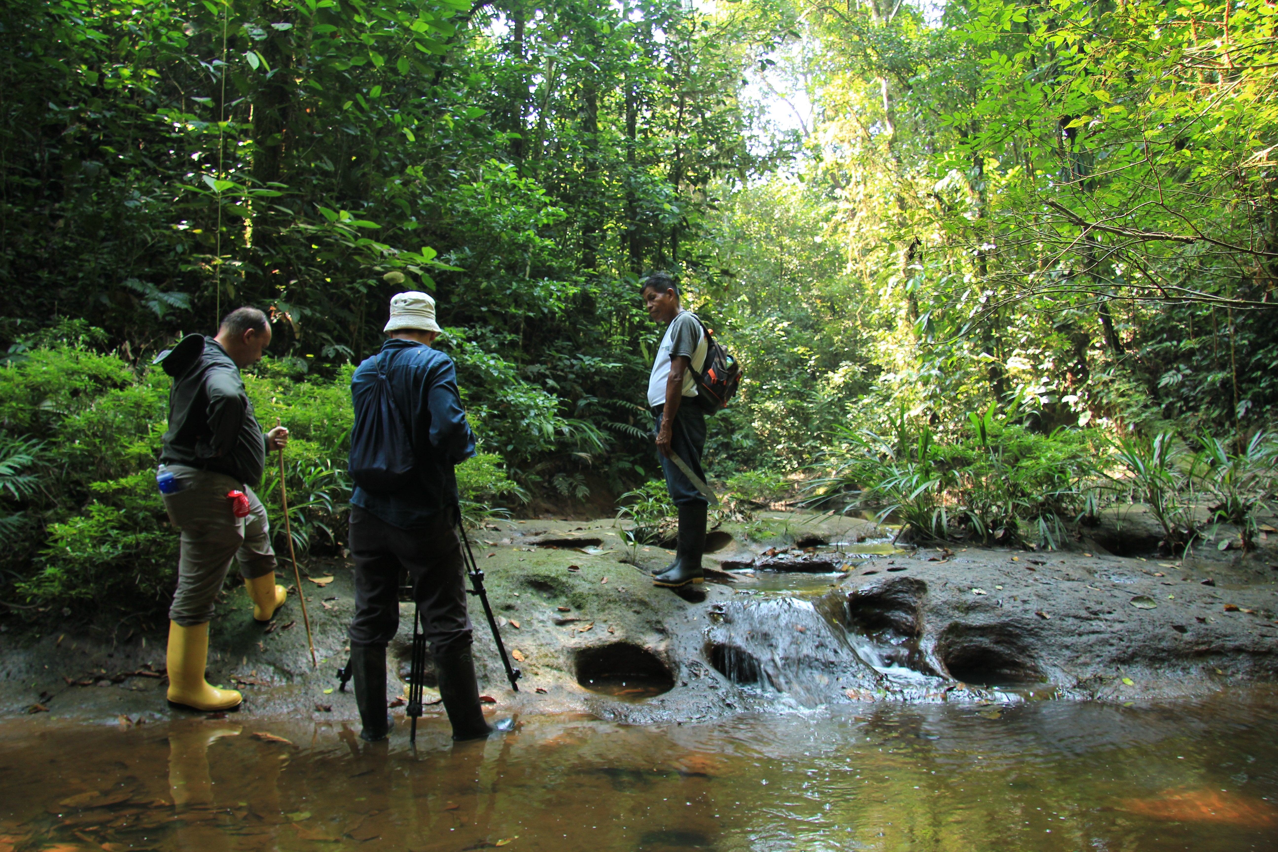 Carbon and Water Cycles in the Tropical Rainforest - PUMPKIN INTERACTIVE