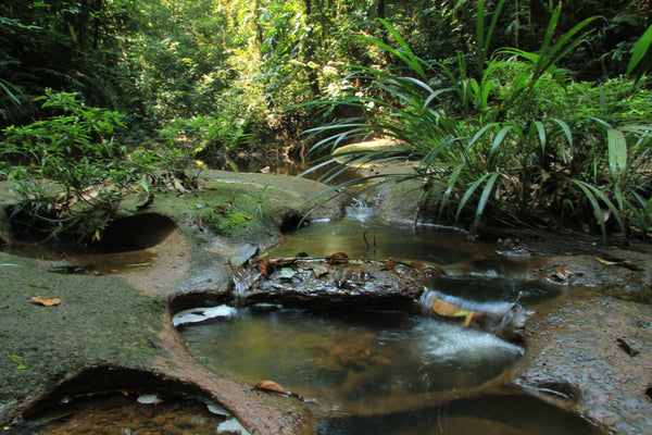 The Tropical Rainforest Ecosystem (Streaming Library) - PUMPKIN INTERACTIVE