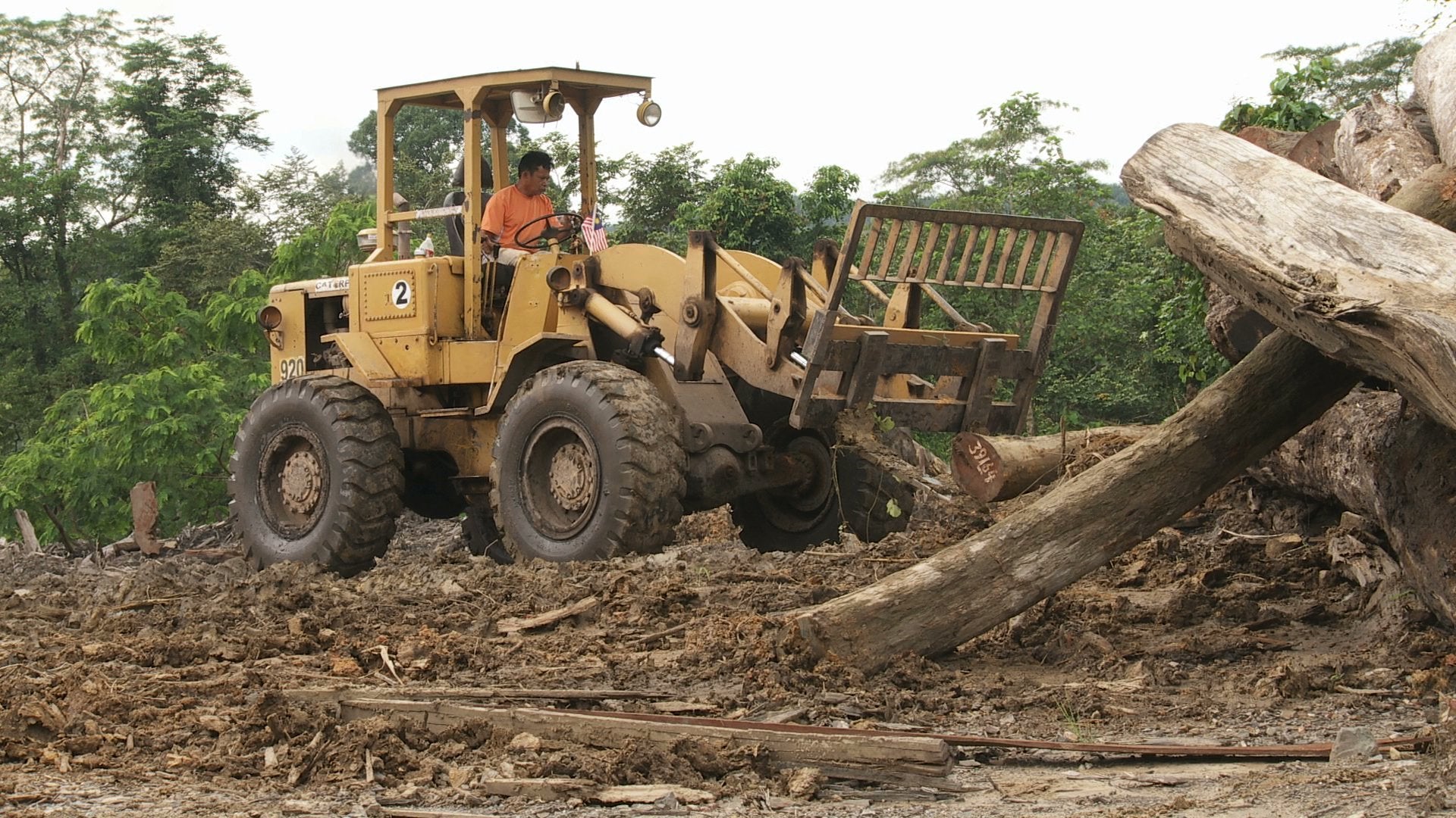 Carbon and Water Cycles in the Tropical Rainforest - PUMPKIN INTERACTIVE