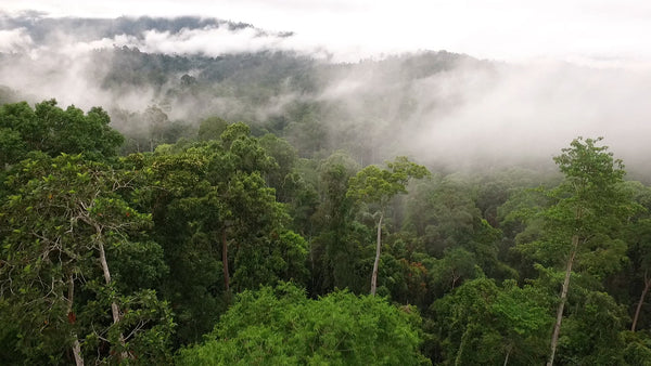 Global Ecosystems (Streaming Library) - PUMPKIN INTERACTIVE